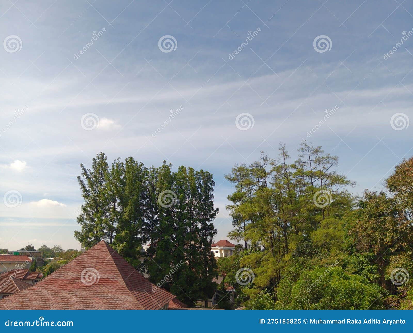 Trees are the Pillars for the Beautiful Sky Stock Image - Image of ...