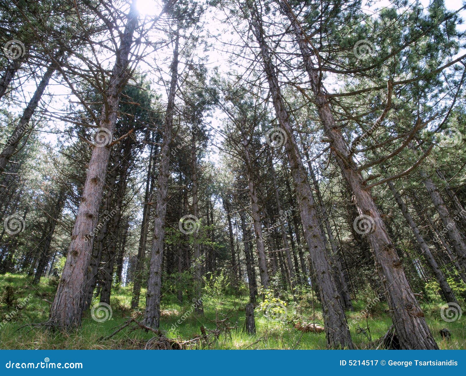 Trees in pine forest stock image. Image of pinus, scenery - 5214517