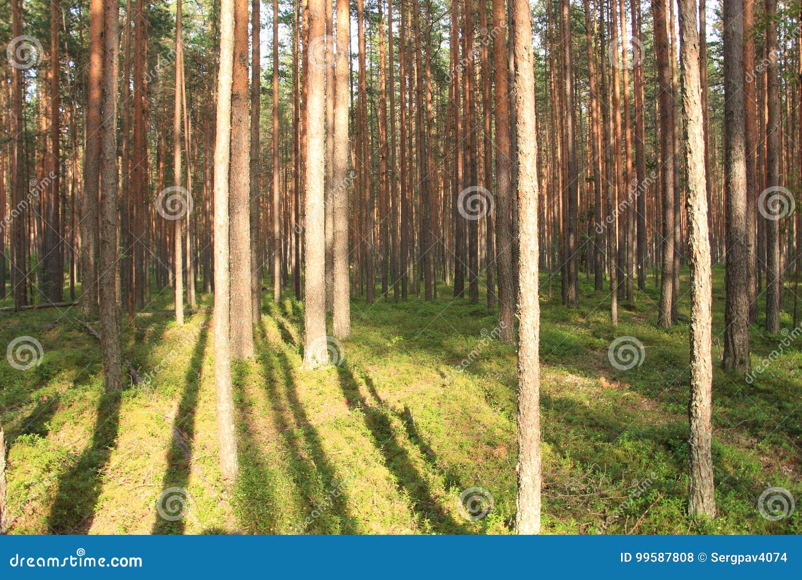 Trees in the Pine Forest, Illuminated by the Sun`s Rays Stock Photo ...