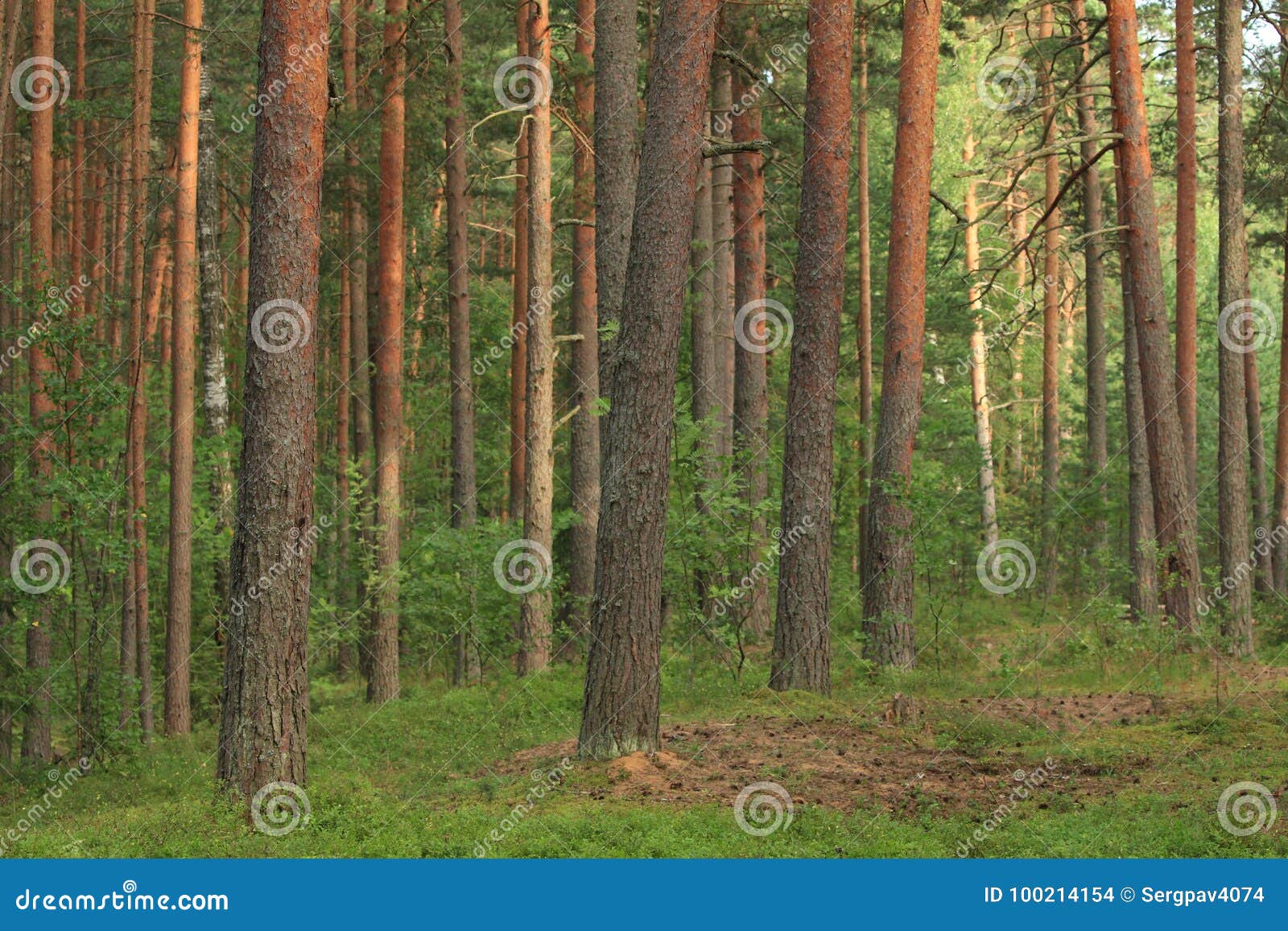 Pinery stock photo. Image of light, natural, bark, outdoors - 100214154