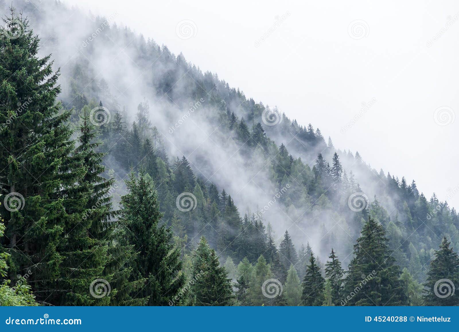 Trees stock photo. Image of green, misty, light, people - 45240288