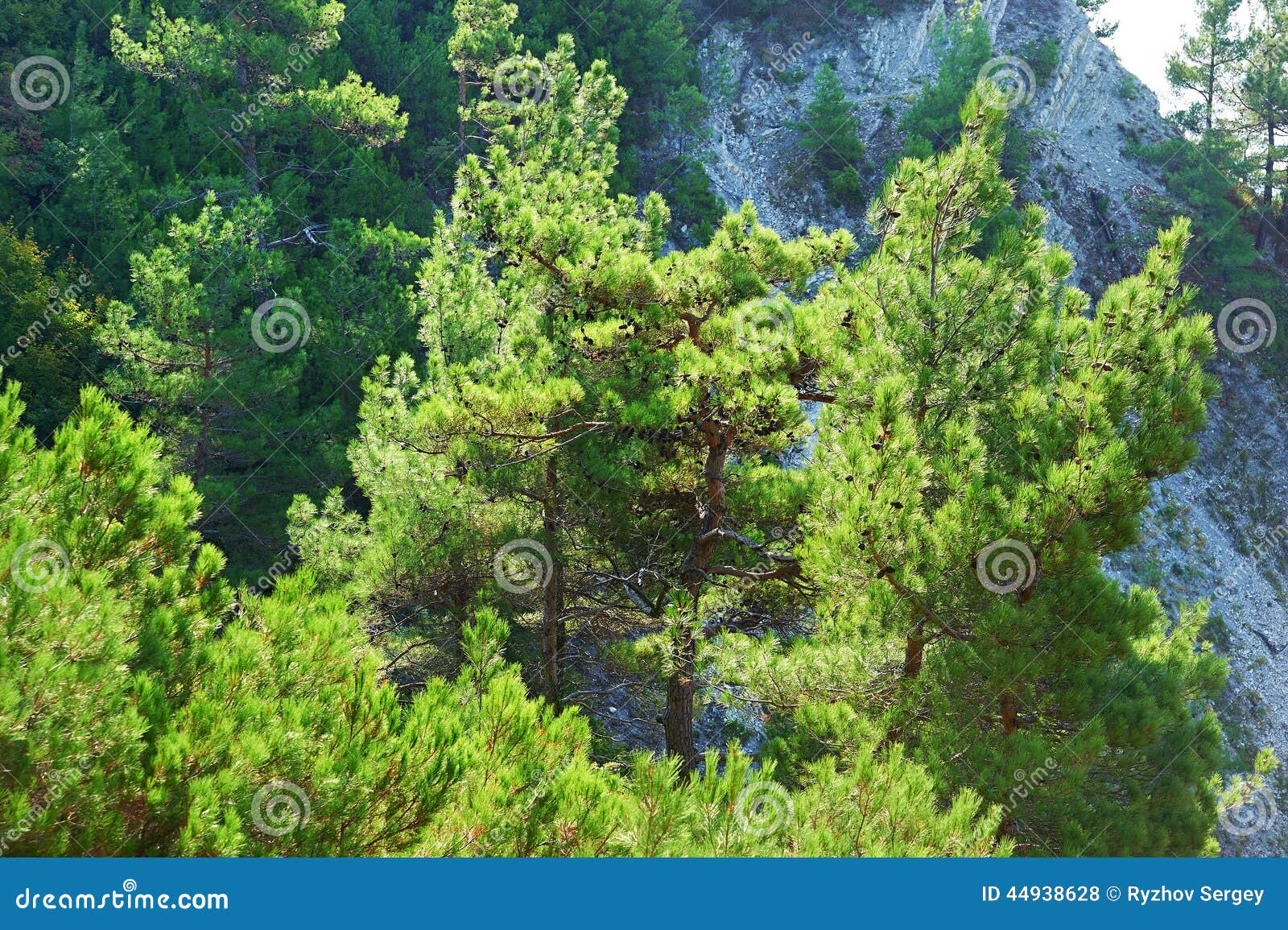 Trees pine on rocks stock photo. Image of azure, rock - 44938628