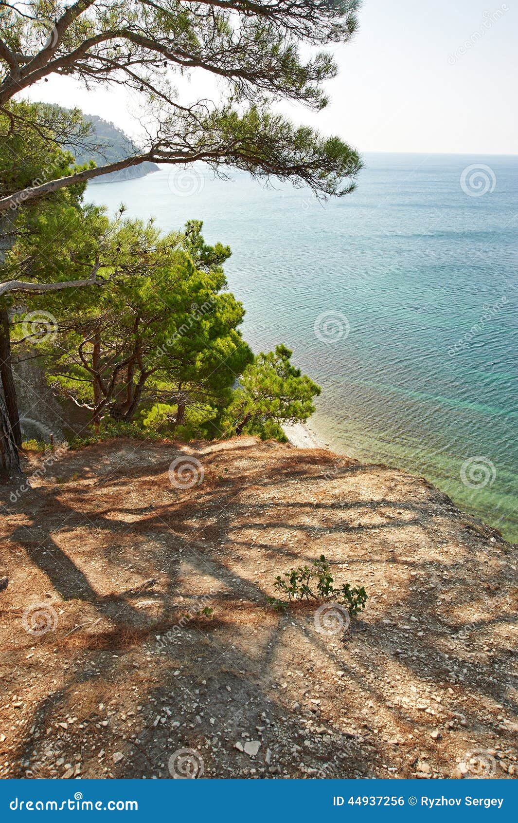 Trees pine on seashore stock photo. Image of ocean, tourism - 44937256