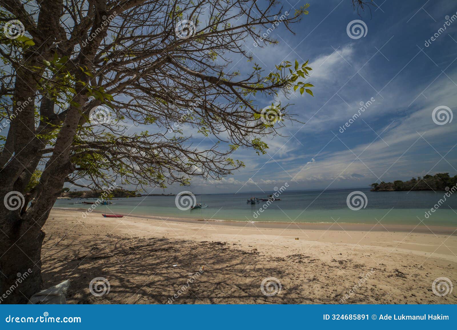 Trees in the Pink Beach,Lombok Indonesia Stock Image - Image of white ...