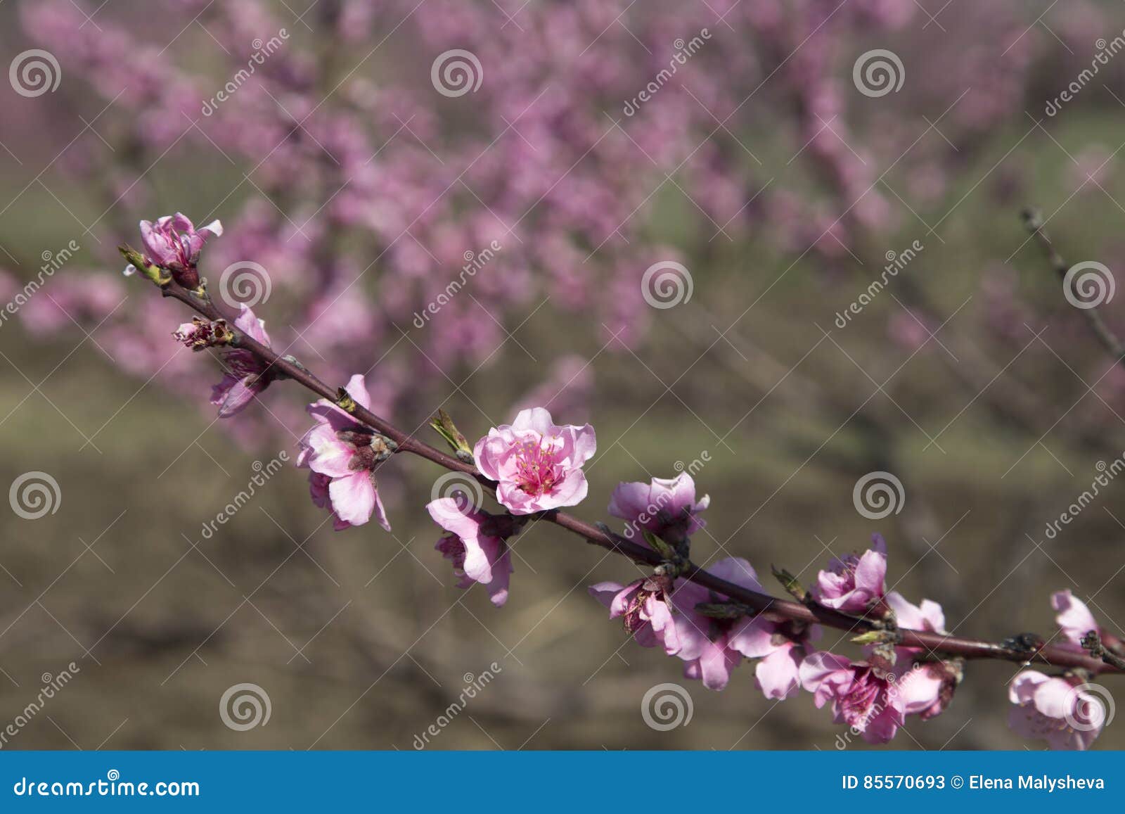 Trees in Pink Flowers in Spring. Stock Image - Image of nature, spring ...