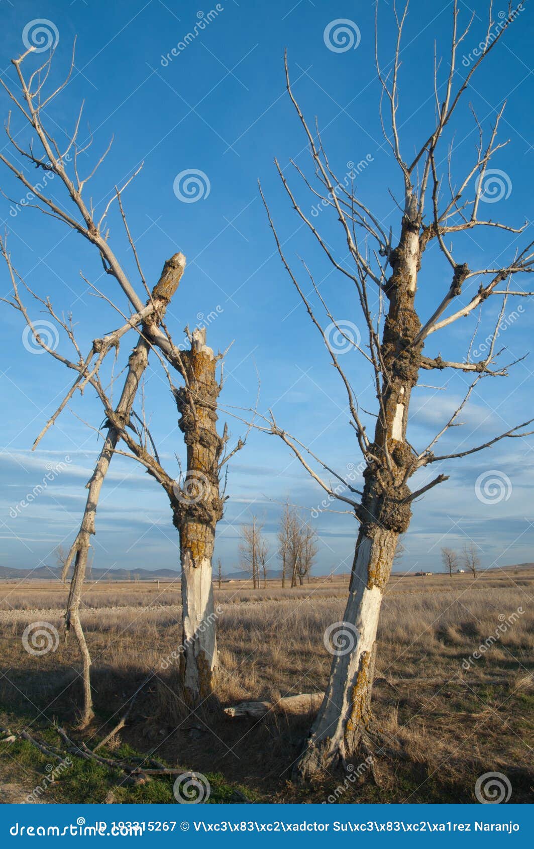 Trees in a Plain. Gallocanta Lagoon. Aragon. Stock Image - Image of ...