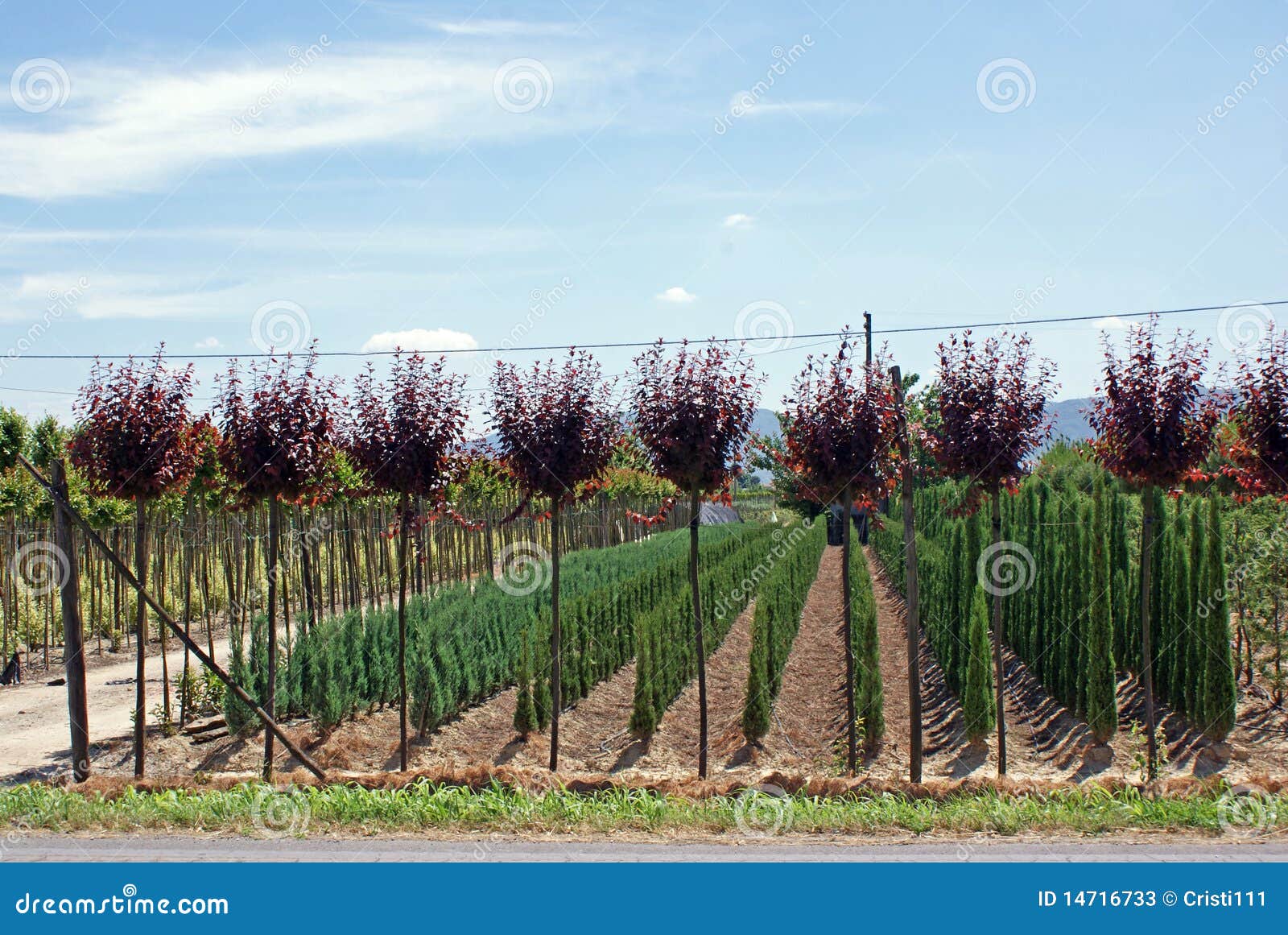 Trees plantation stock image. Image of bushes, rows, plants - 14716733