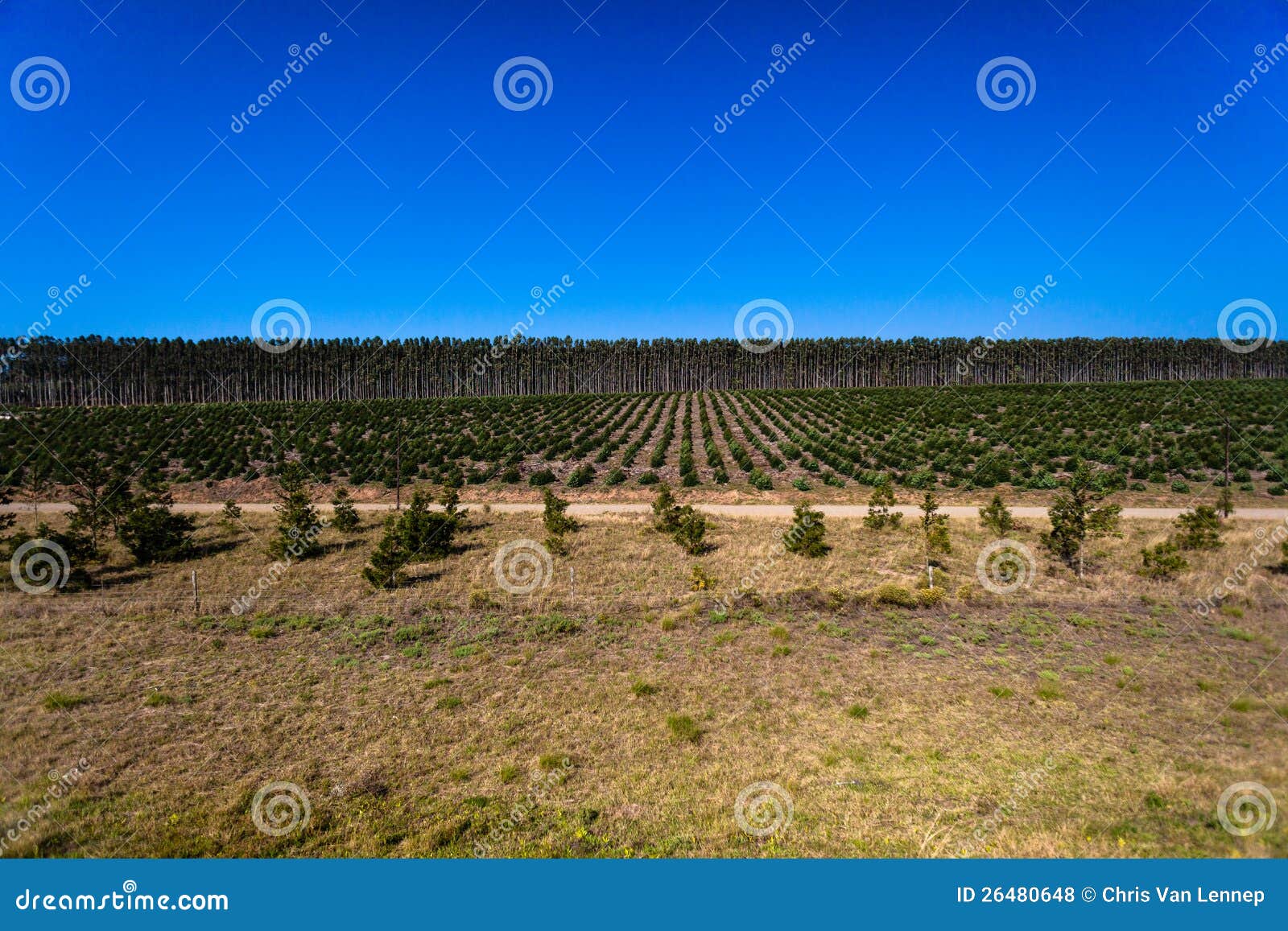 Trees Plantations Young Mature Stock Photo - Image of blue, trees: 26480648