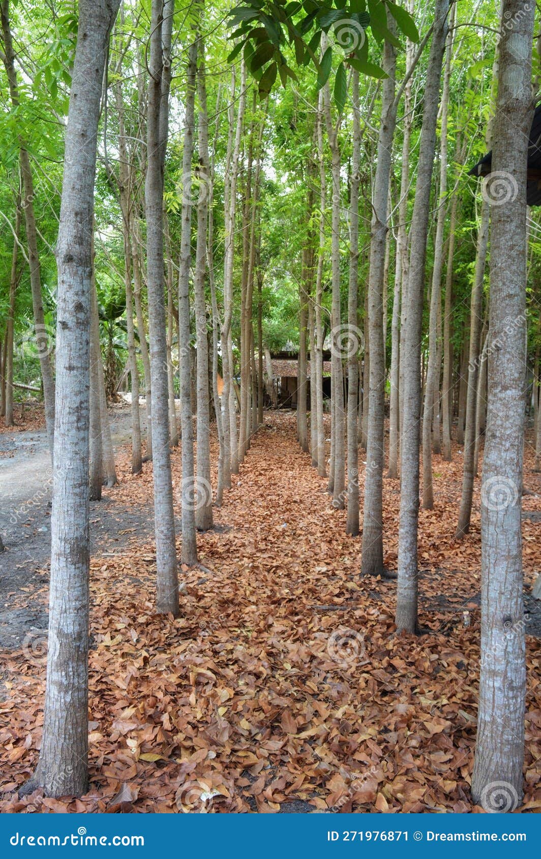 Trees that are Planted Parallel To the Fallen Leaves Covering the ...