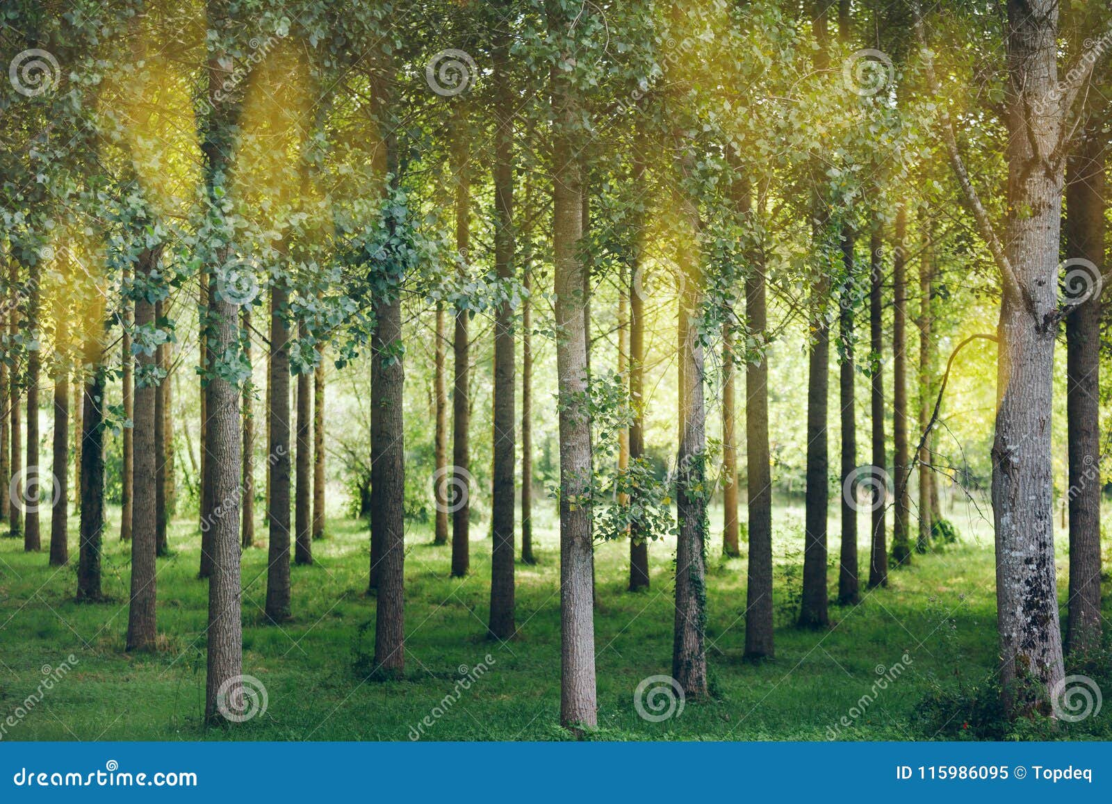 Trees Planted in a Row in the Forest Stock Image - Image of landscape ...