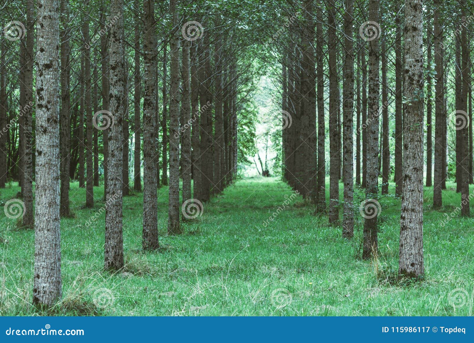 Trees Planted in a Row in the Forest Stock Image - Image of sunlight ...