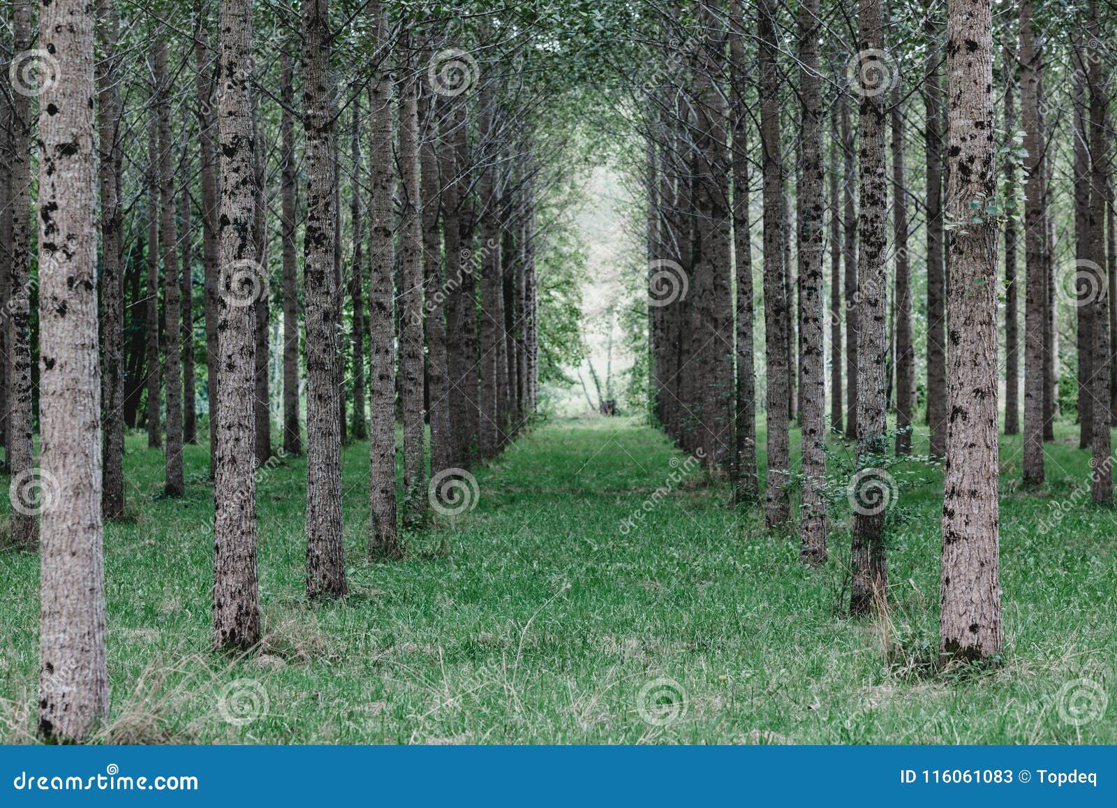 Trees Planted in a Row in the Forest Stock Image - Image of shadows ...