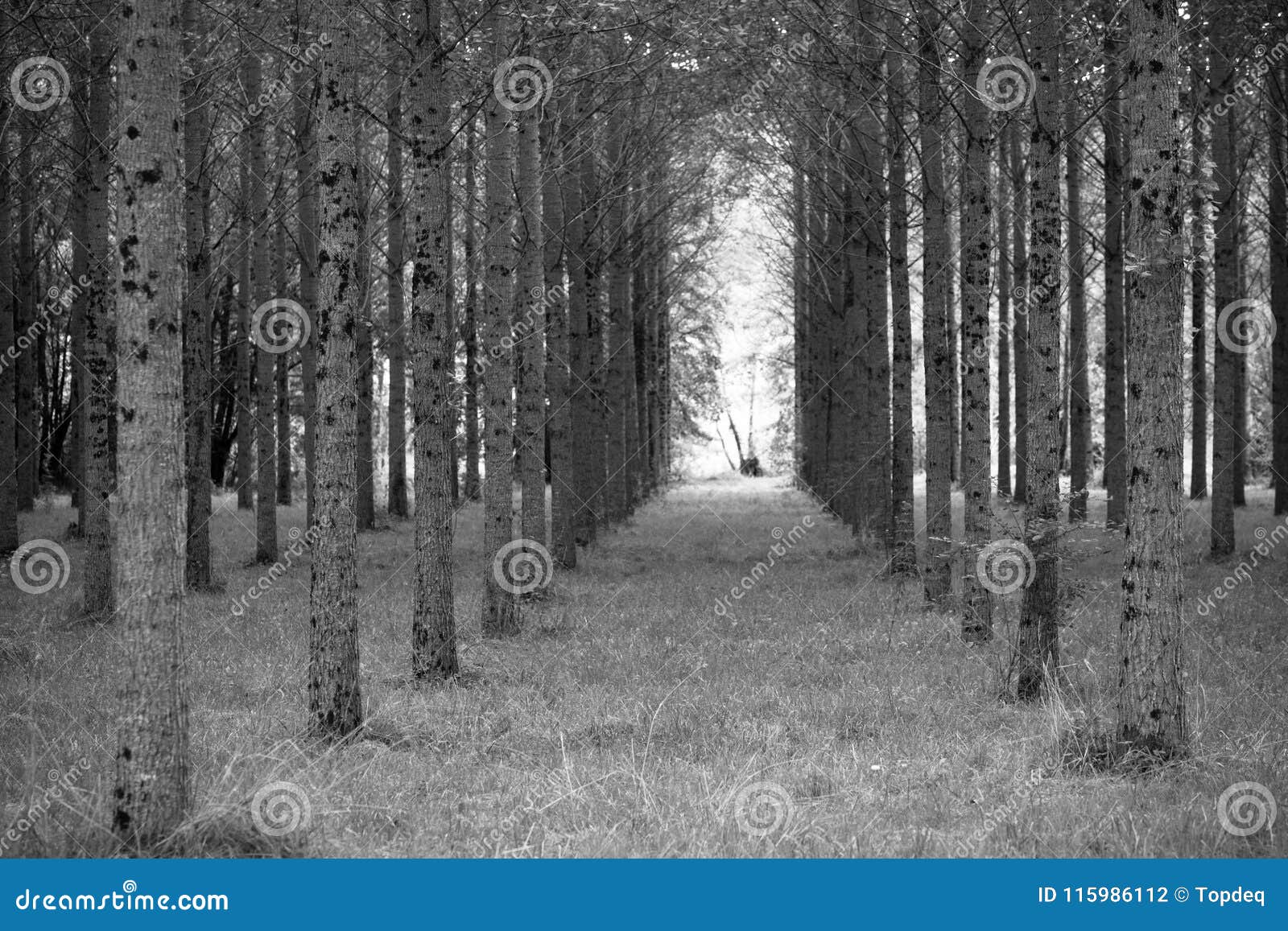 Trees Planted in a Row in the Forest Stock Photo - Image of land, rows ...