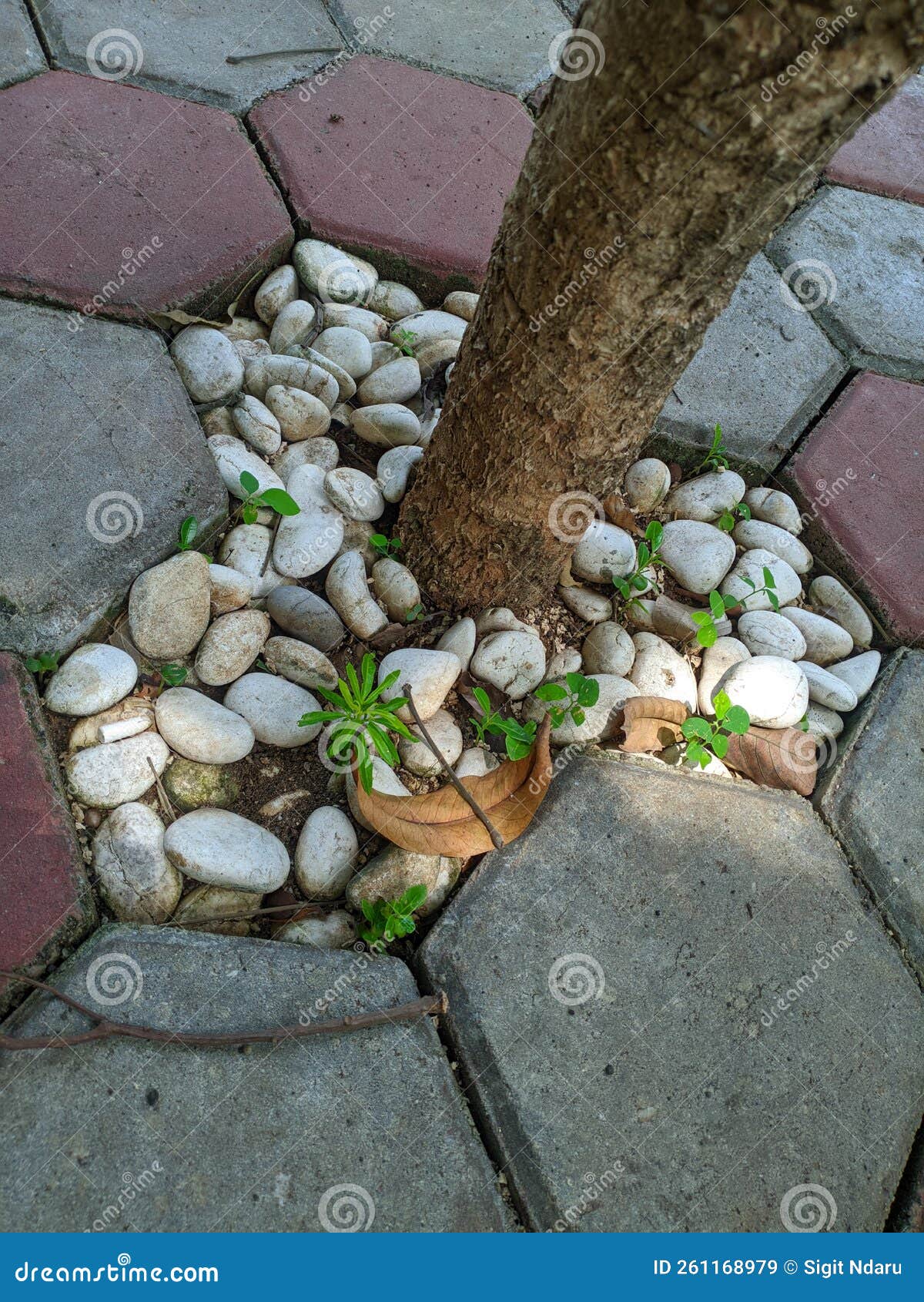 Trees Planted on Sidewalks for Pedestrians Stock Image - Image of grass ...