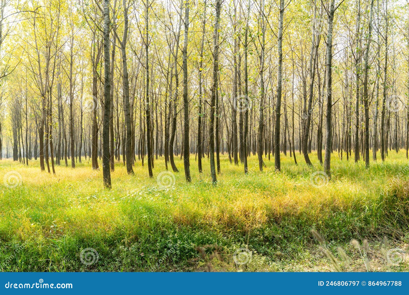 The Trees and Plants in the Forest Stock Image - Image of fall, jungle ...