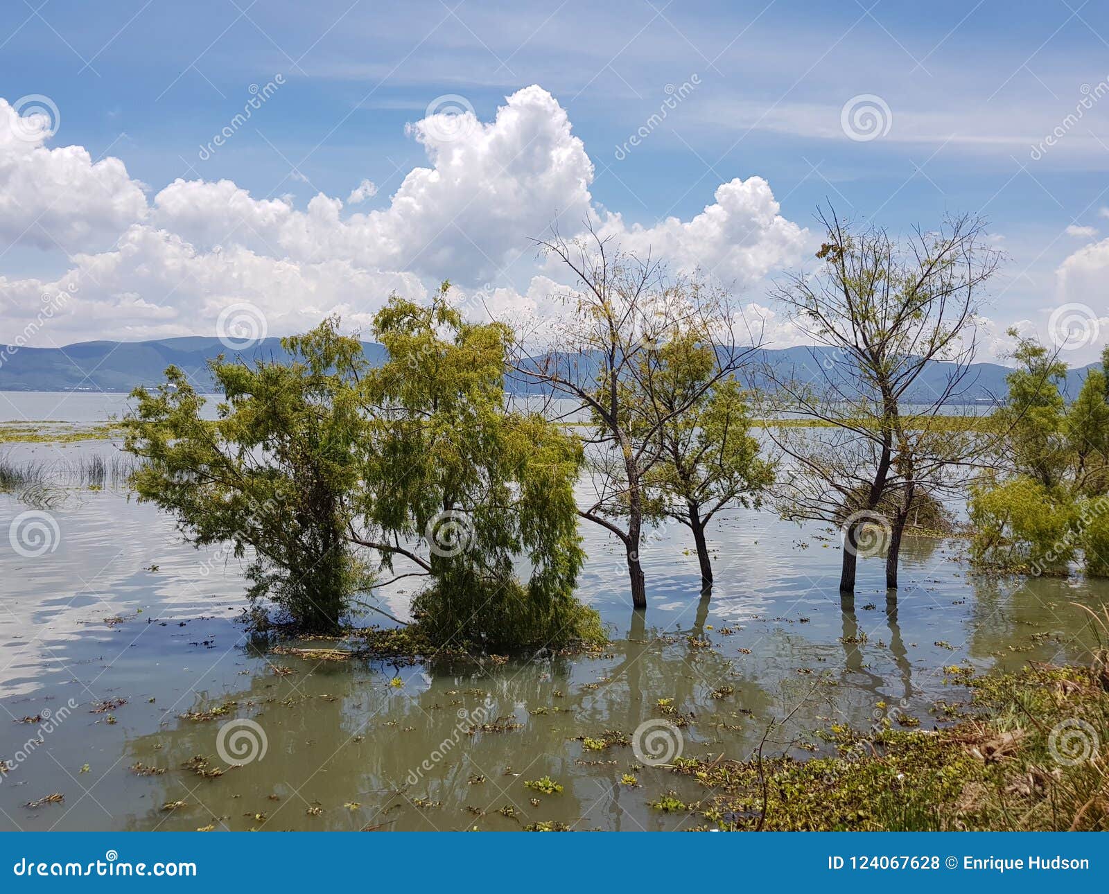 Trees and Plants the Lakeside Stock Photo - Image of horizon, outdoors ...