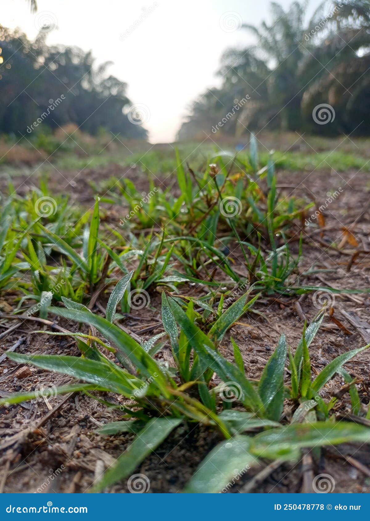 Dewy Green Plants in the Middle of the Plantation Stock Photo - Image ...