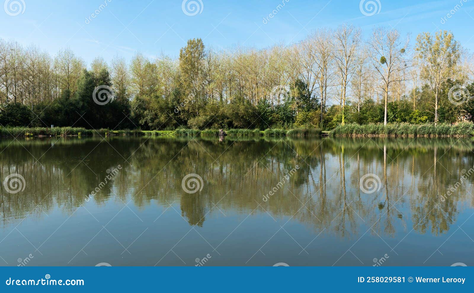 Trees and Plants Reflecting in a Water Pond Around Leuven Stock Image ...