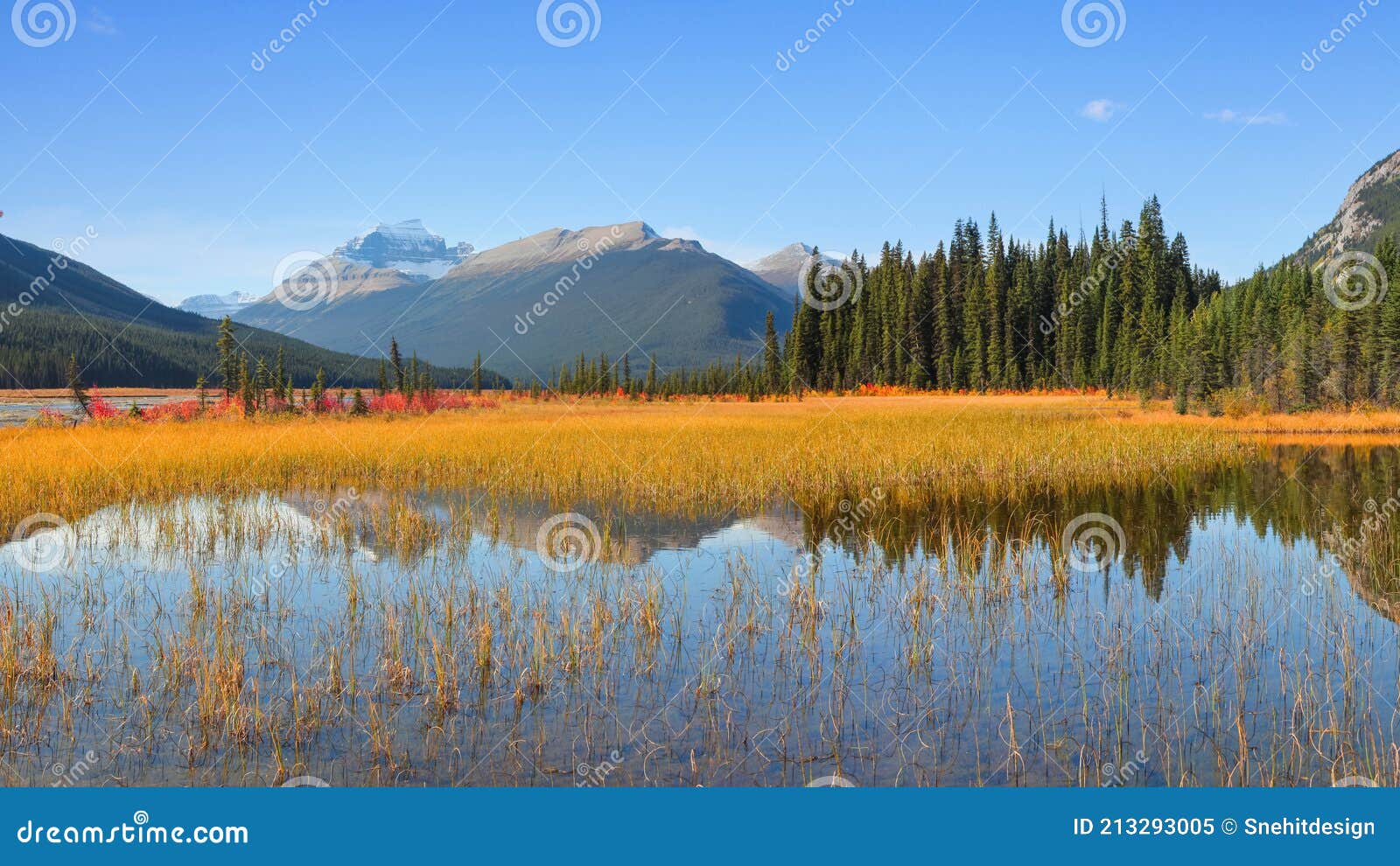 Trees and Plants Reflection in Lake at Banff National Park Stock Image ...