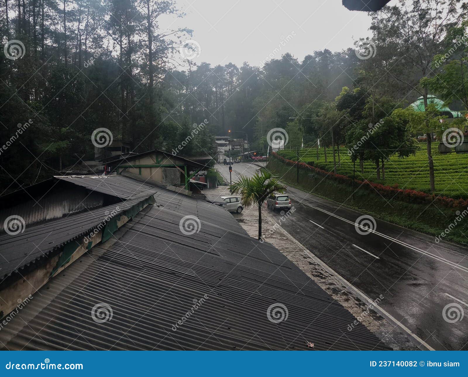 The Road among Tea Plants and Forest Editorial Photography - Image of ...