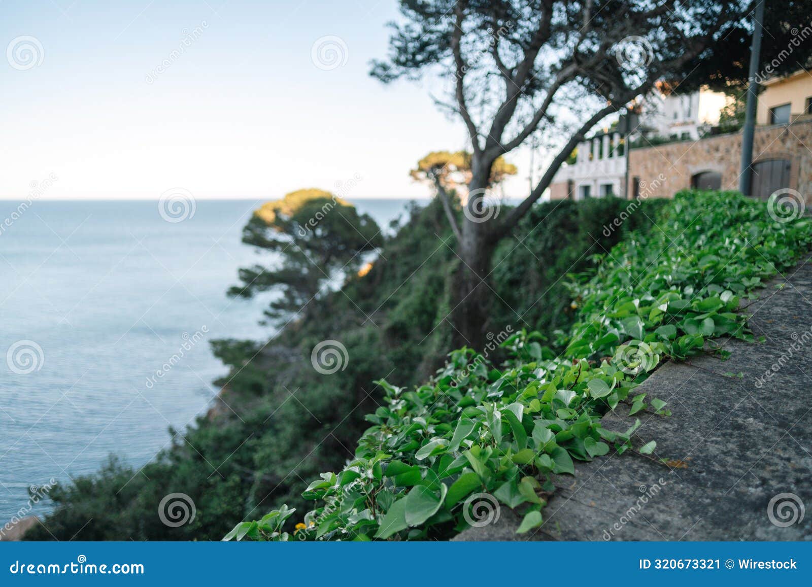 Trees, Vegetation and Bushes Along the Edge of a Path Stock Image ...