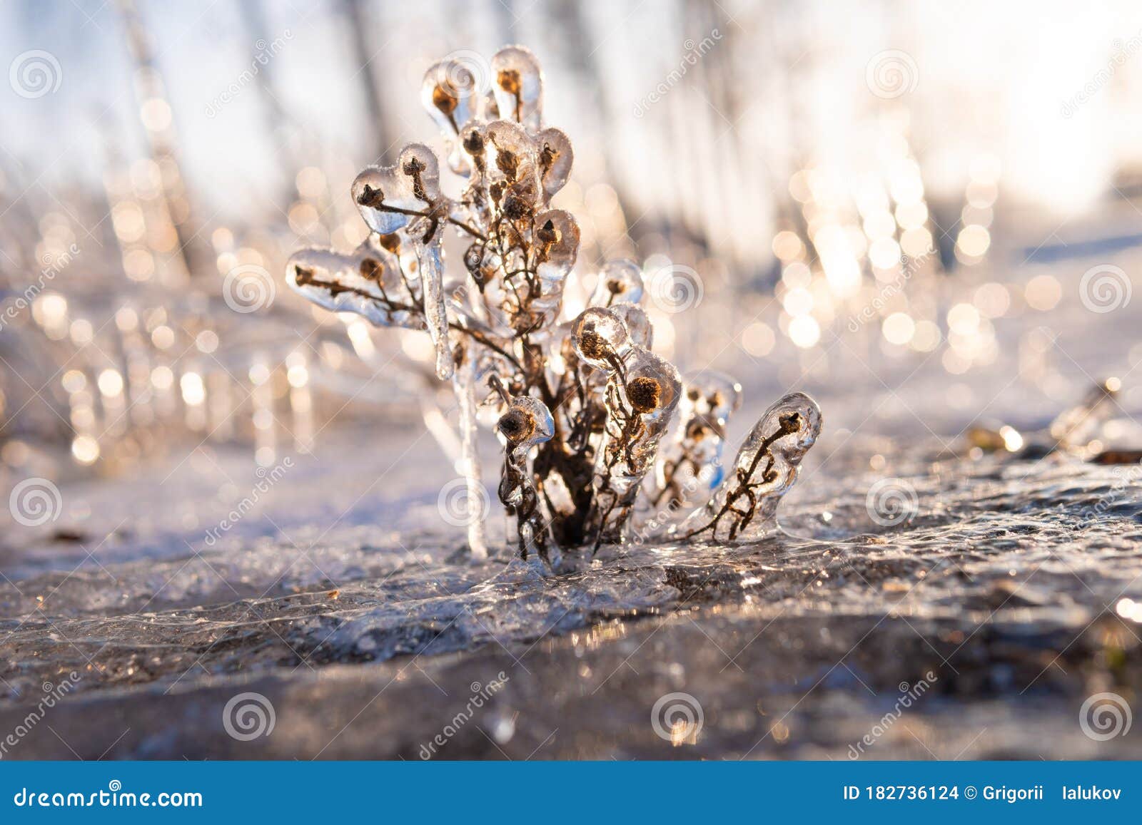 Trees and Plants Were Covered with Ice after an Icy Rain Stock Photo ...
