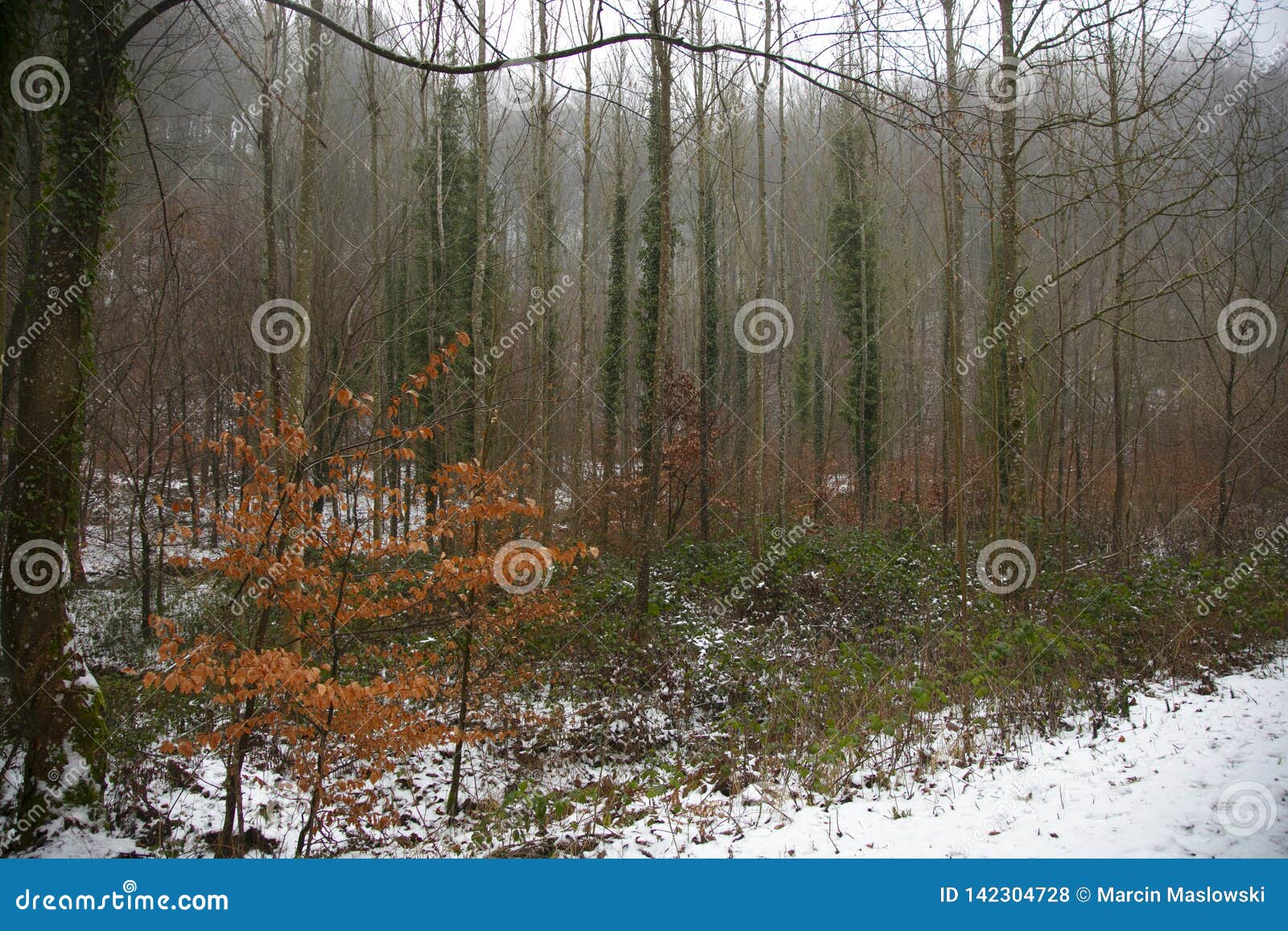 Trees and Plants in Winter Scenery Stock Photo - Image of freezing ...