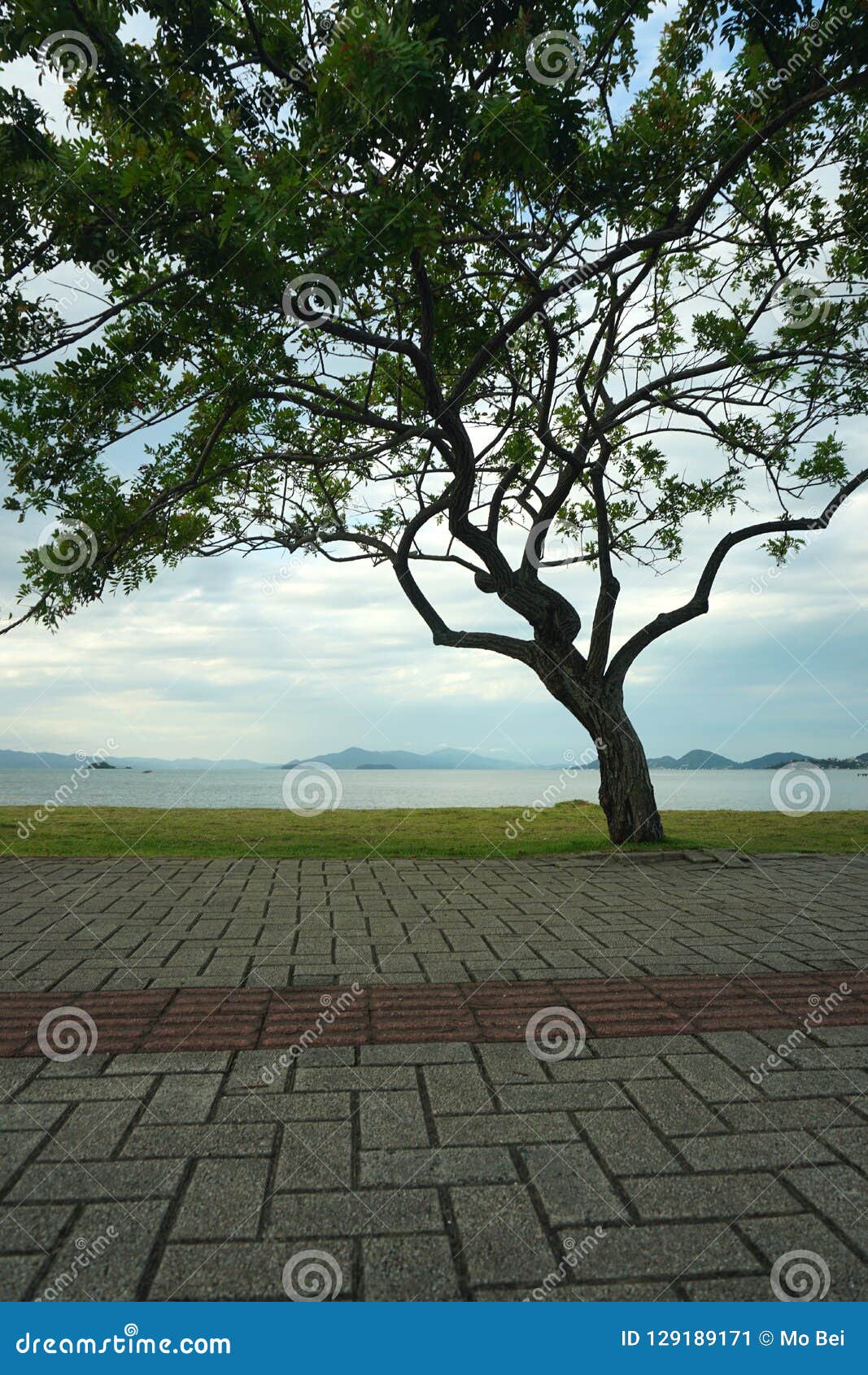 Tree and Its Beauty in an Open Space Stock Image - Image of plant ...