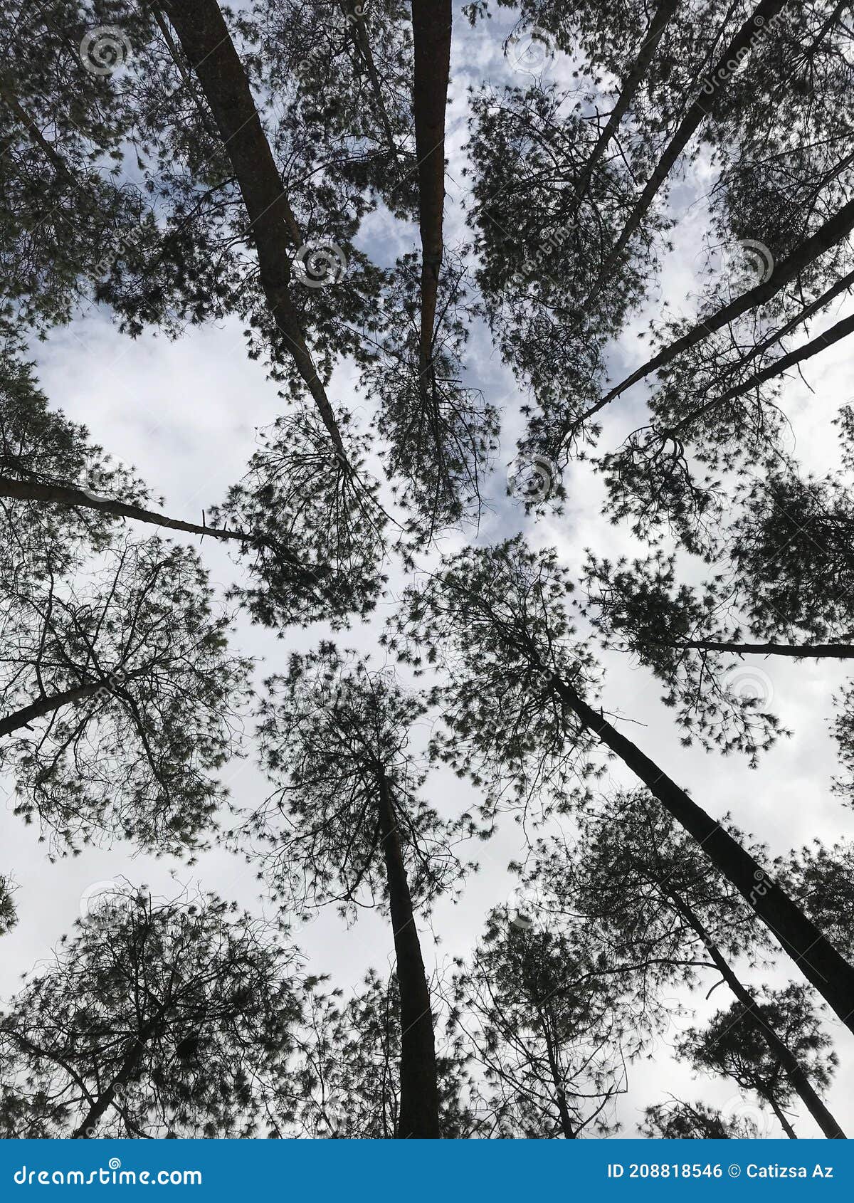 Trees on point stock photo. Image of blue, point, tree - 208818546