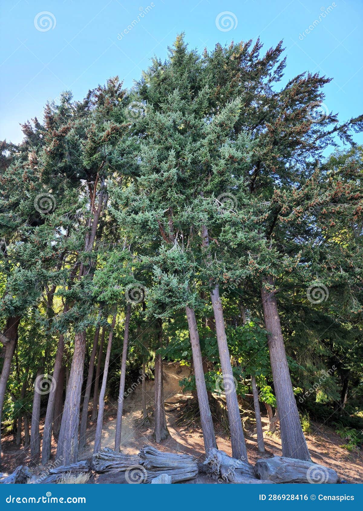 Trees at point defiance stock photo. Image of tacoma - 286928416