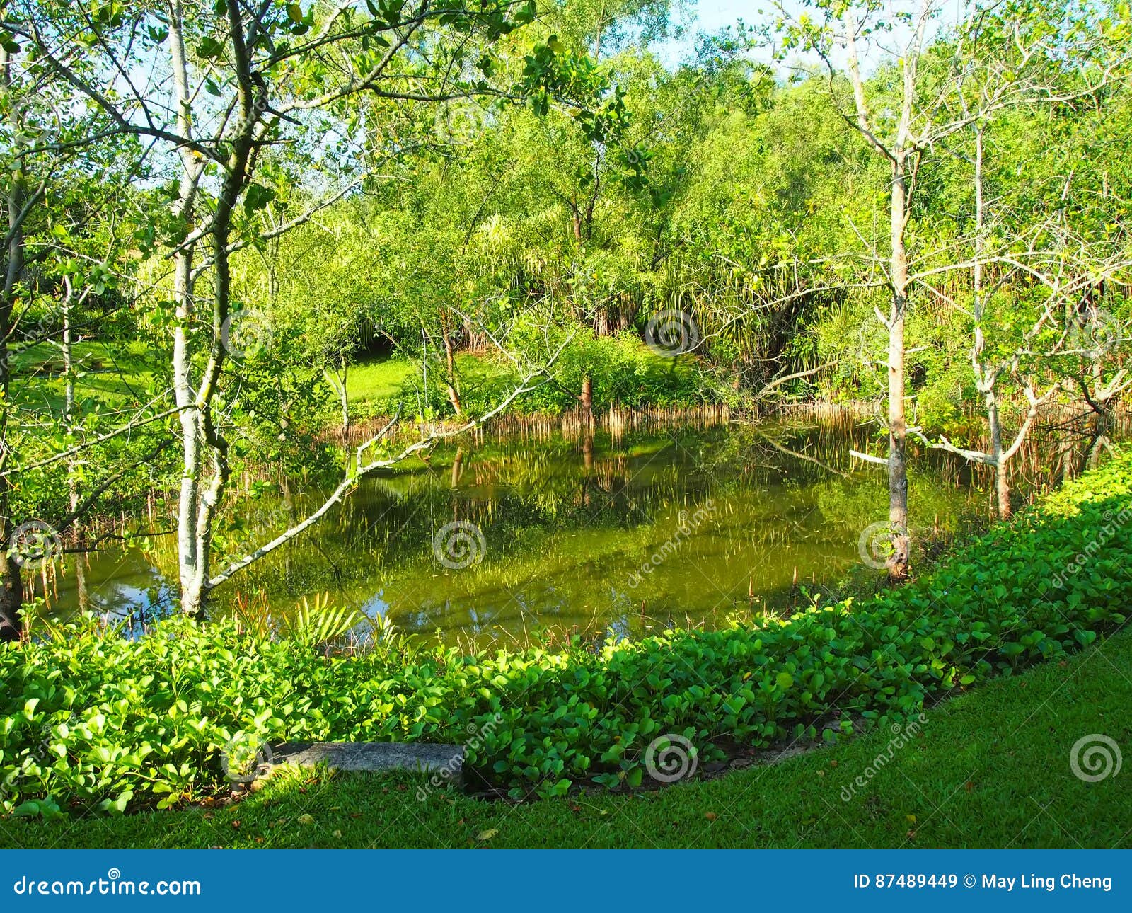 Trees and Pond stock image. Image of greenery, scenery - 87489449