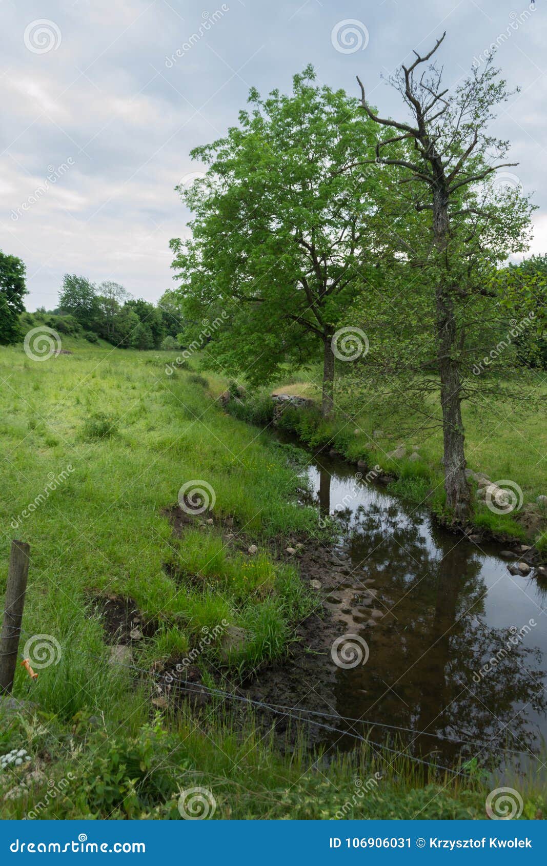 Trees by the pond stock image. Image of trees, clouds - 106906031