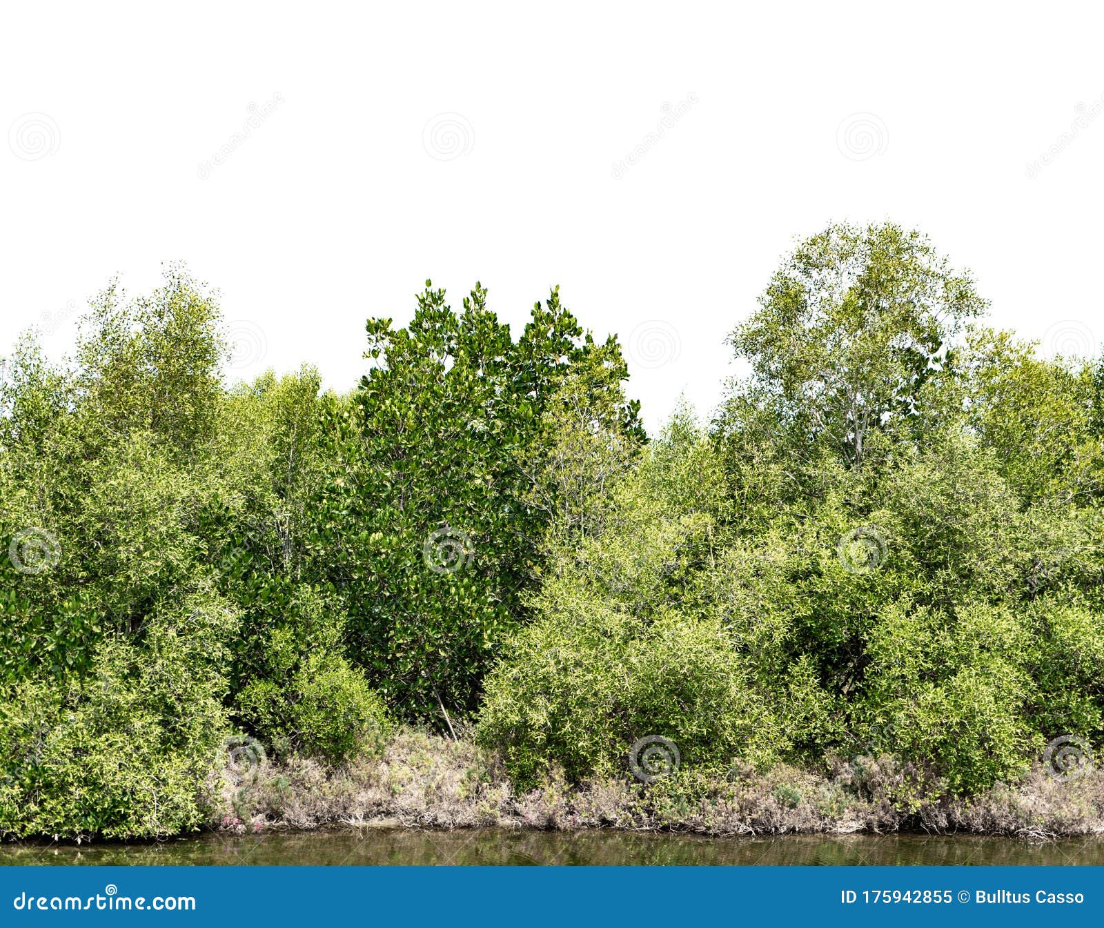 Trees with Pond on White Background. Stock Image - Image of environment ...