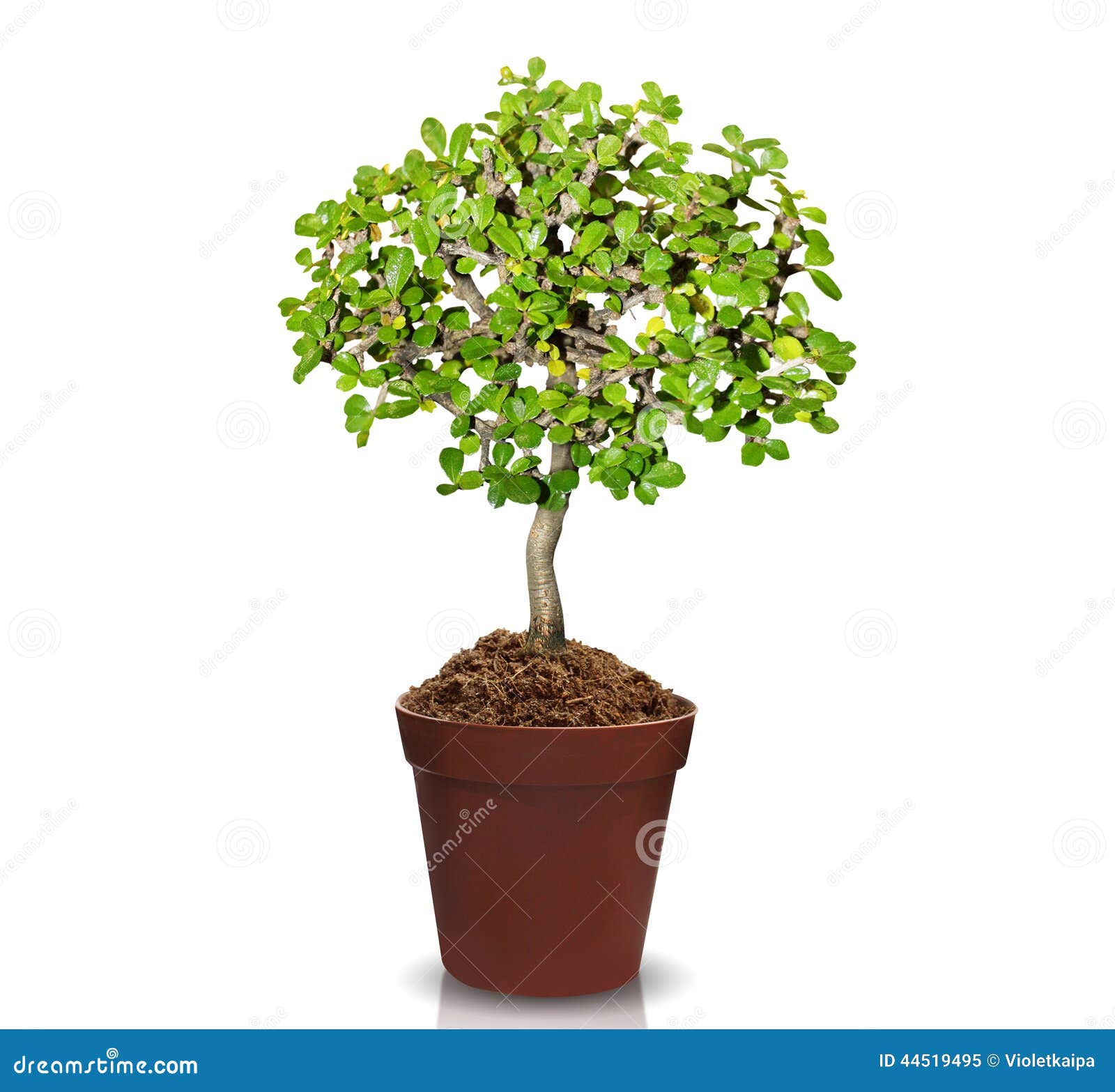 Trees in pots stock image. Image of green, natural, element - 44519495