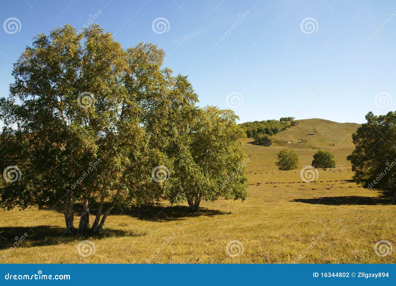 Trees on the prairie stock photo. Image of mongolia, ecology - 16344802