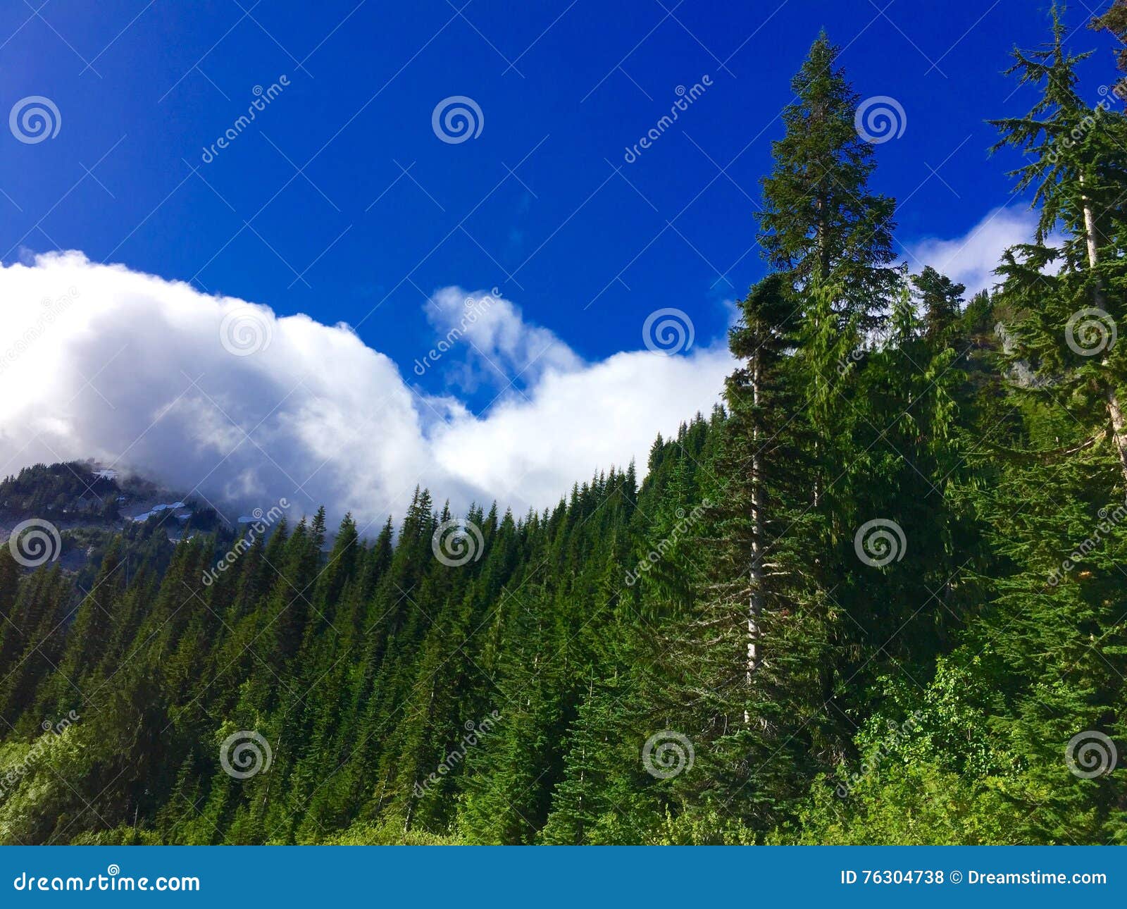 Trees stock photo. Image of pretty, trees, nature - 76304738