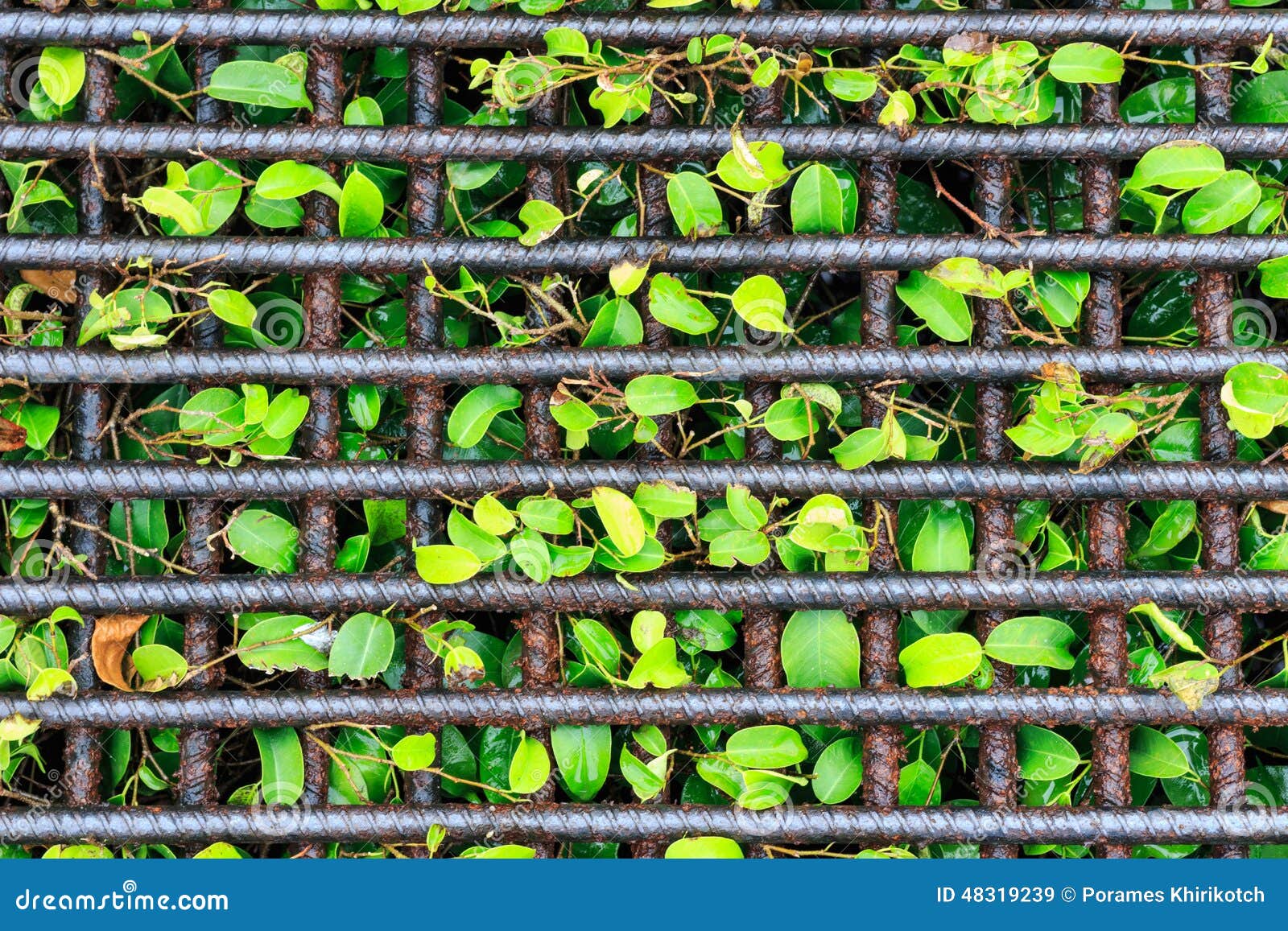 Trees in Prison, Tree Behind Bars Stock Image - Image of jail ...