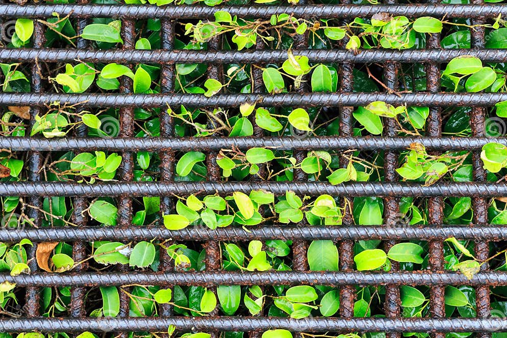 Trees in Prison, Tree Behind Bars Stock Image - Image of jail ...