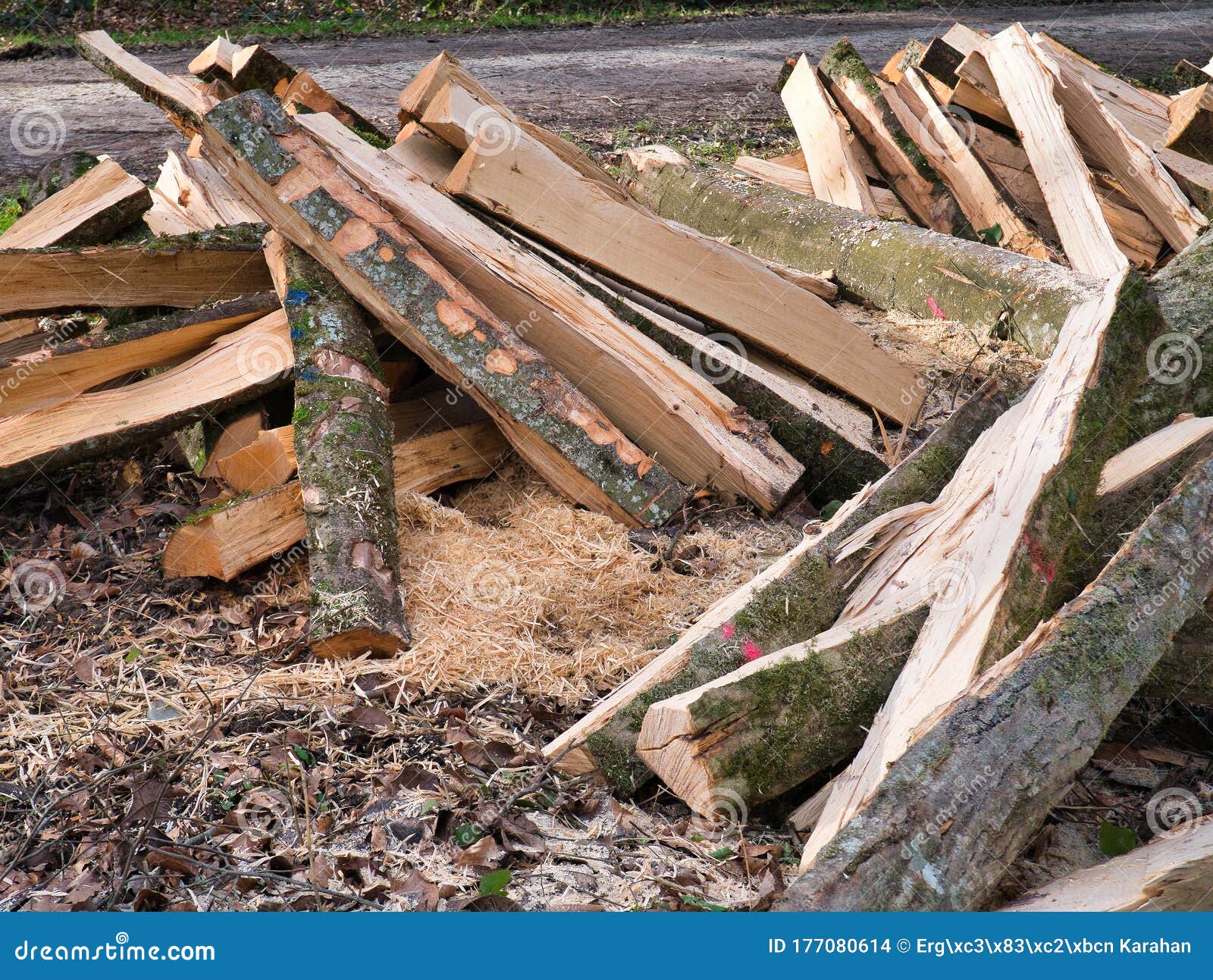 Trees Made into Logs in the Forest. Stock Photo - Image of forest ...