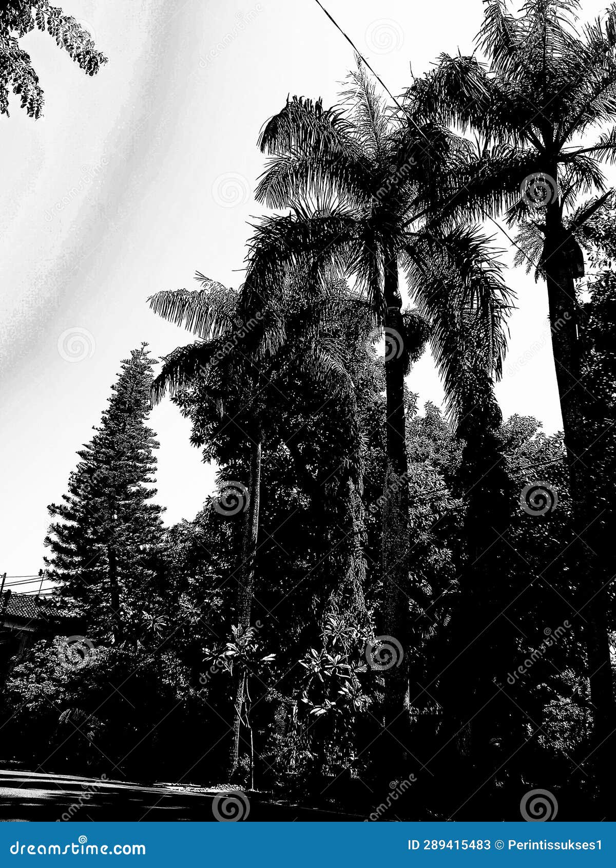 Trees Provide Fresh Air for Our Lives Stock Image - Image of fresh ...