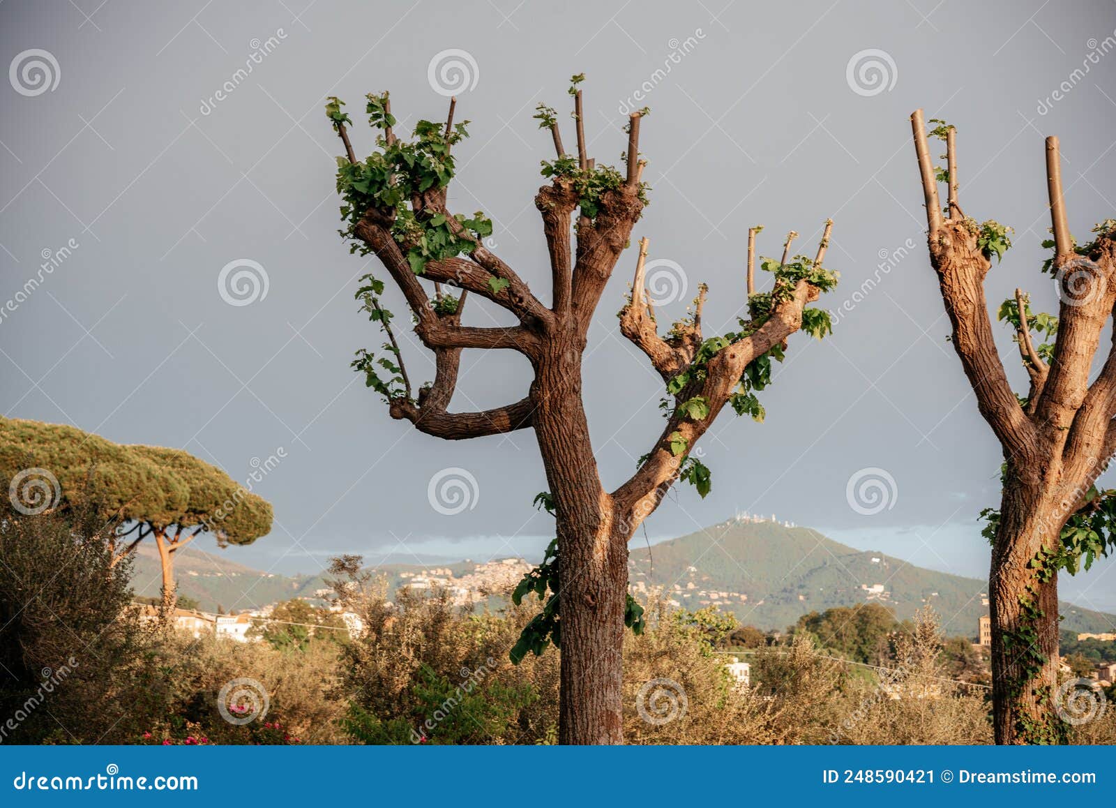 Trees Pruned with Pollard Tree Pruning Method with Fresh Green Leaves ...