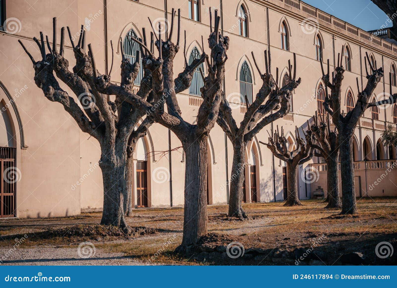 Trees Pruned with Pollard Tree Pruning Method Stock Photo - Image of ...