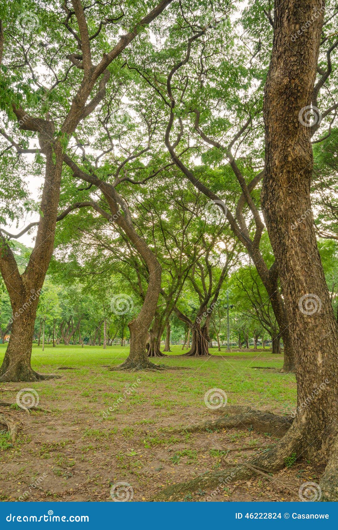 Trees in public park stock photo. Image of brown, plant - 46222824