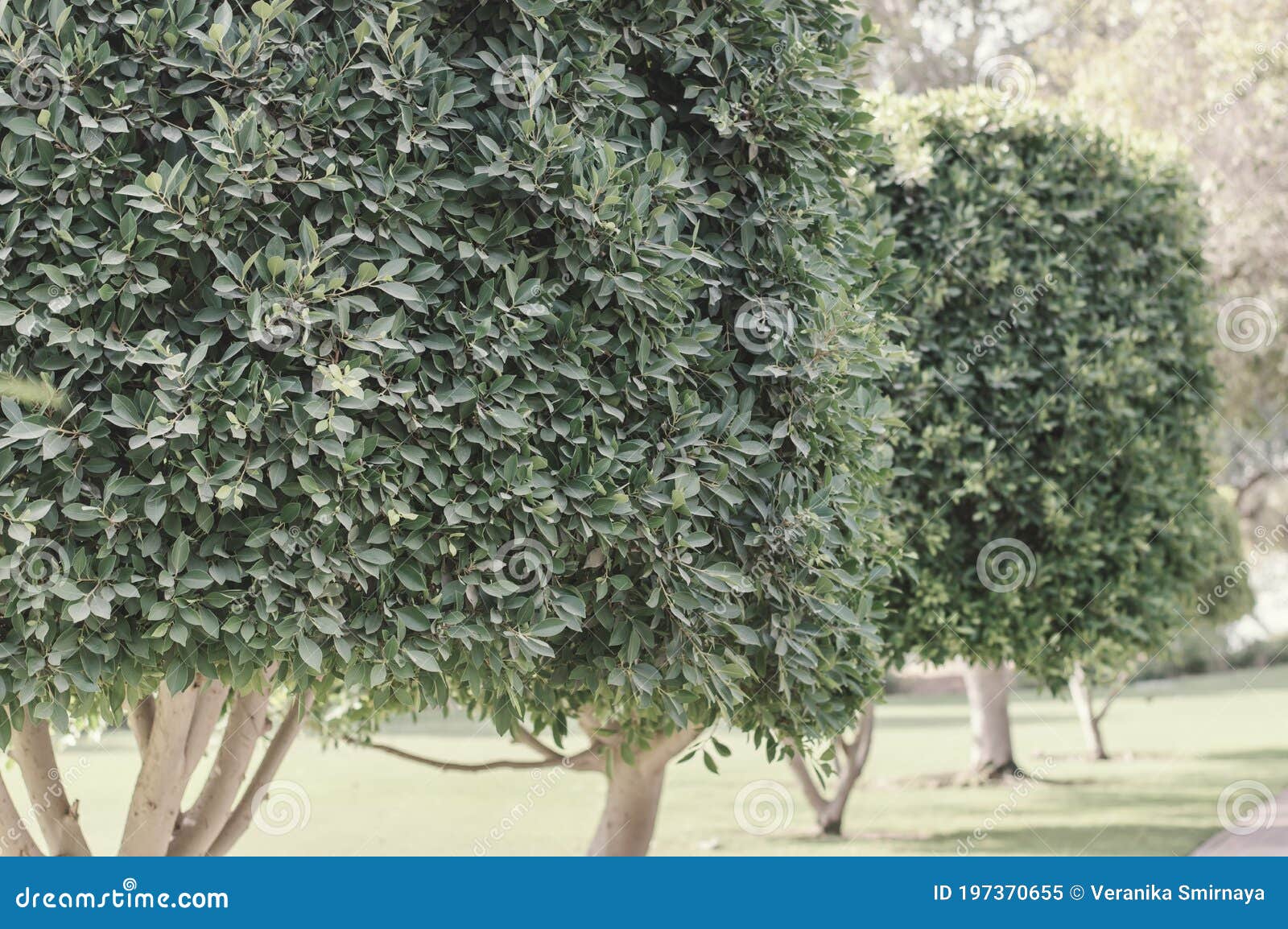 Trees in a Public Park. Round Shaped Trees Stock Image - Image of ...
