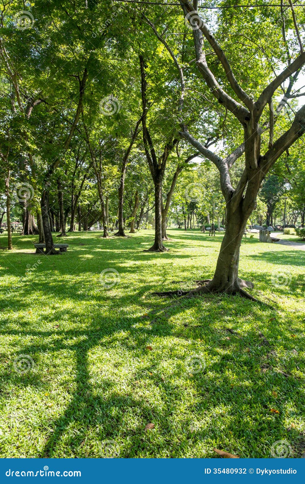 Trees in public park stock photo. Image of jogging, nature - 35480932