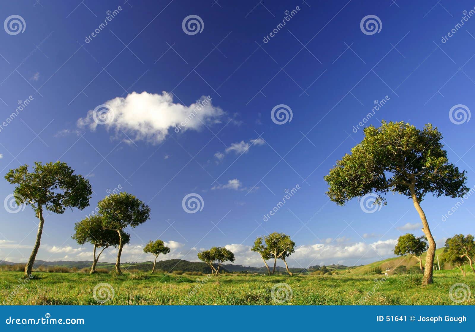 Trees at Pukekohe stock image. Image of bend, farming, rural - 51641