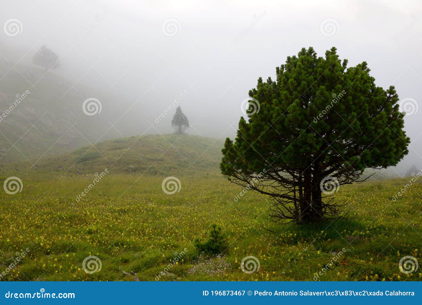 Trees in the Pyrenees stock image. Image of peak, nature - 196873467