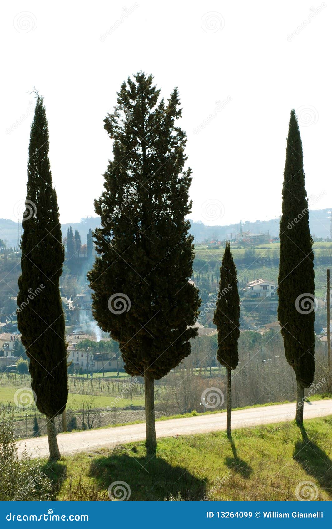 Trees quartet stock image. Image of hill, renaissance - 13264099