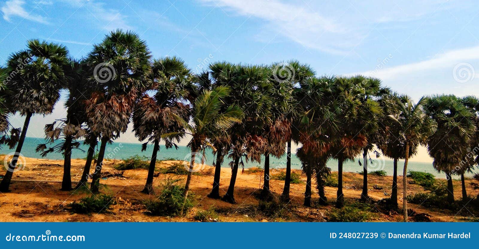 Trees in Queue Near Sea Beach. Stock Image - Image of field, leaf ...