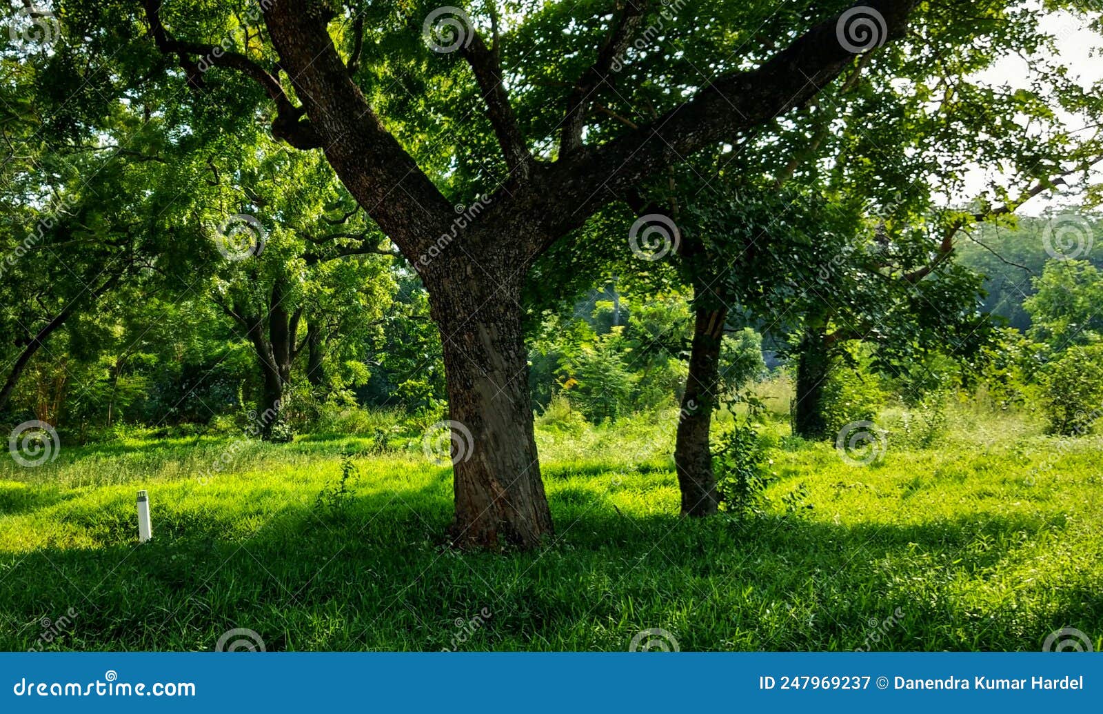 Trees in the Queue, Shading in the Garden. Stock Image - Image of trees ...